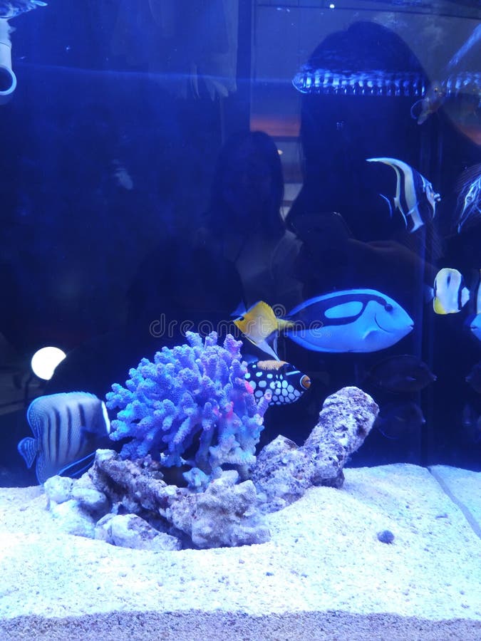 Dory Fish Aquarium stock image. Image of dory, aquarium - 132179851