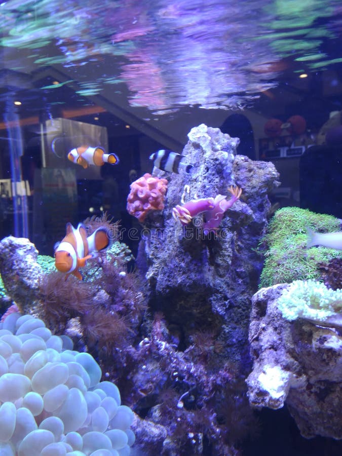 Dory Fish Aquarium 3 stock image. Image of aquarium - 132179905