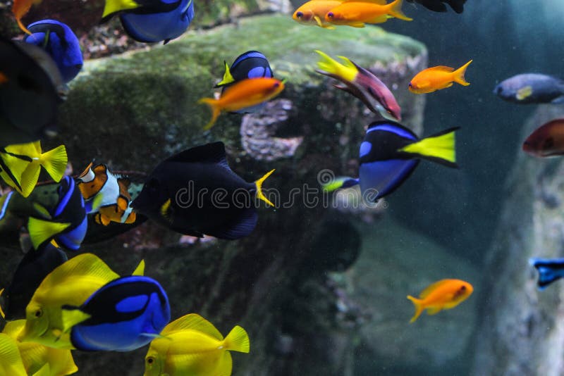 Dory Fish Closeup or Palette Surgeonfish Inside Coral Reefs in the Blue ...