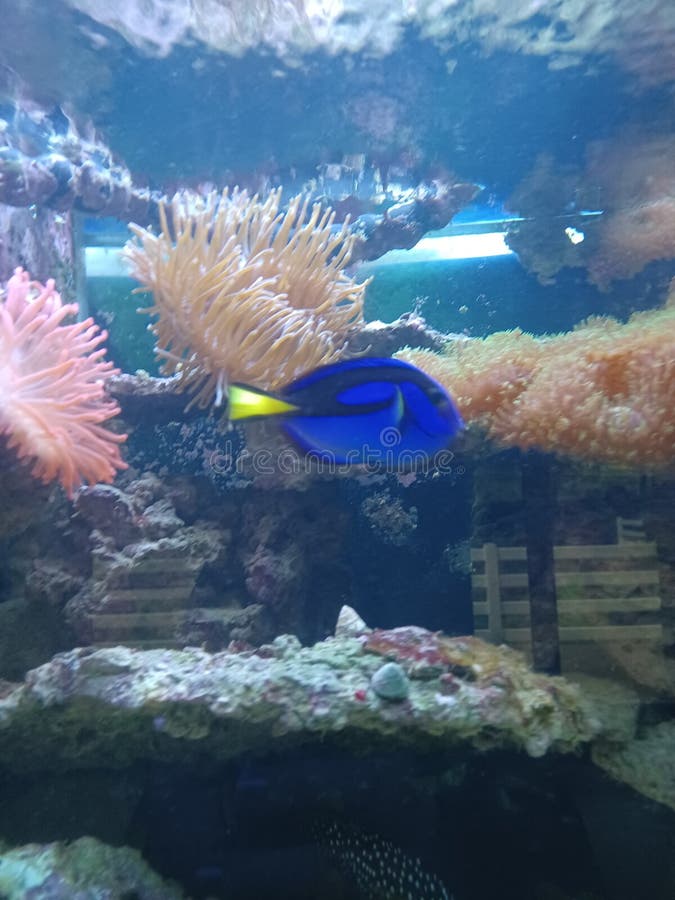 Dory the Fish from Finding Nemo Stock Image - Image of fish, dory ...