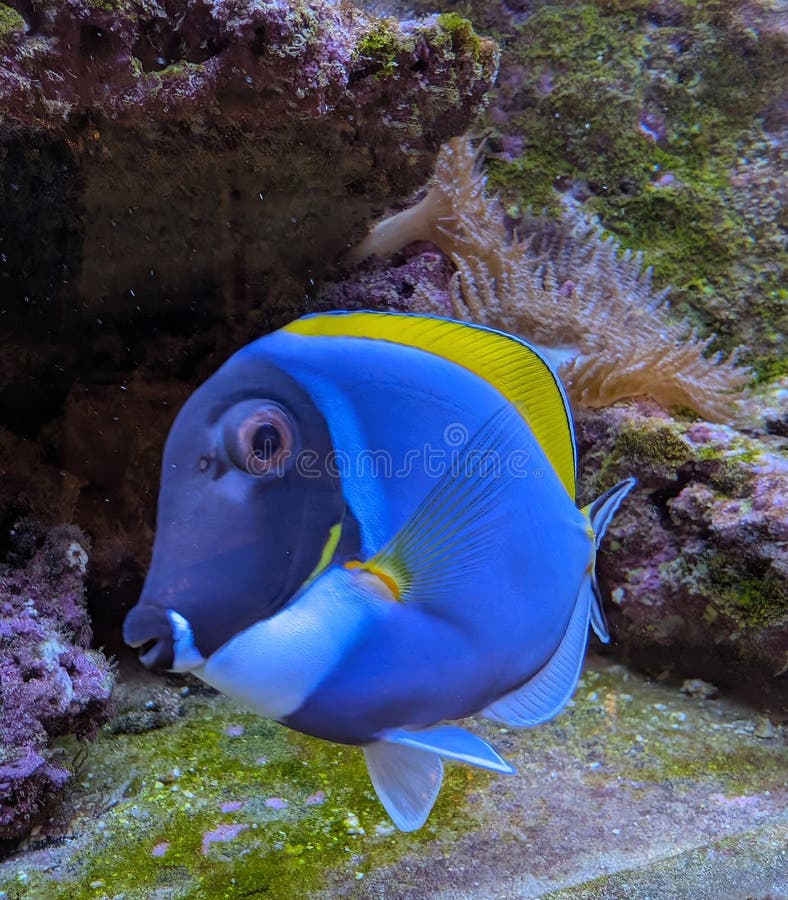 Dory fish from the red sea stock image. Image of marine - 369292885
