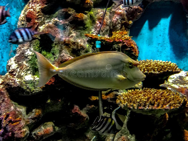 Dory Swimming stock photo. Image of aquatic, asia, buddha - 125737164