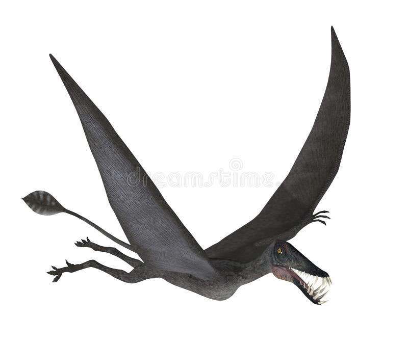 Dorygnathus Flying stock illustration. Illustration of bird - 13193758