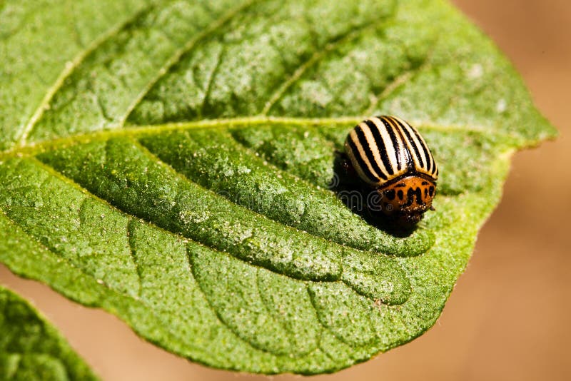Le doryphore photo stock. Image du insecte, fruits, jardinage - 54781694