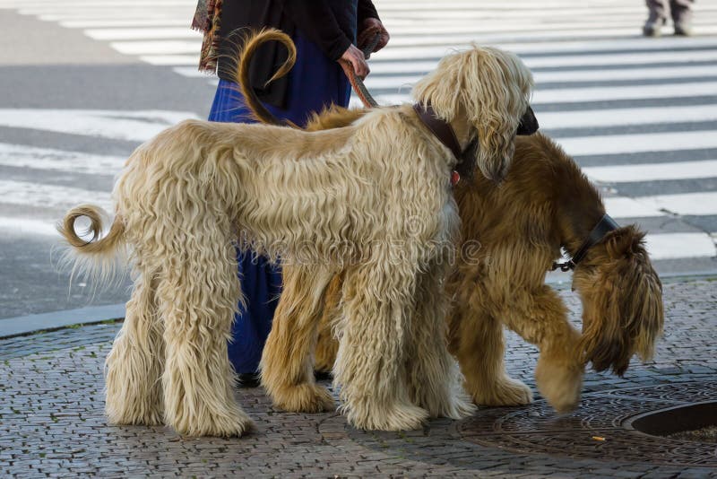 Dos Afganos Retrato El Afgano Es Un Perro Que Es Distinguido Por Su ...