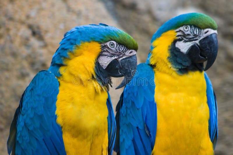 10,396 Loros Azules Y Amarillos Fotos de stock - Fotos libres de ...