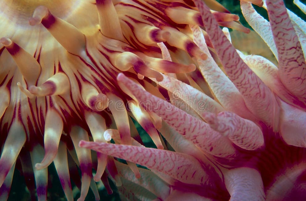 Dos anémonas imagen de archivo. Imagen de cindario, invertebrado - 368073
