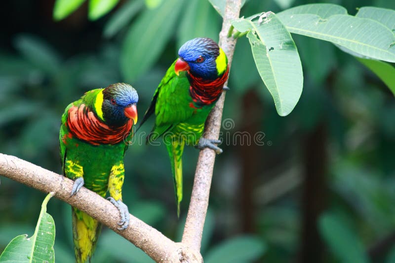 Lorikeet de dos arco iris imagen de archivo. Imagen de amarillo - 866559