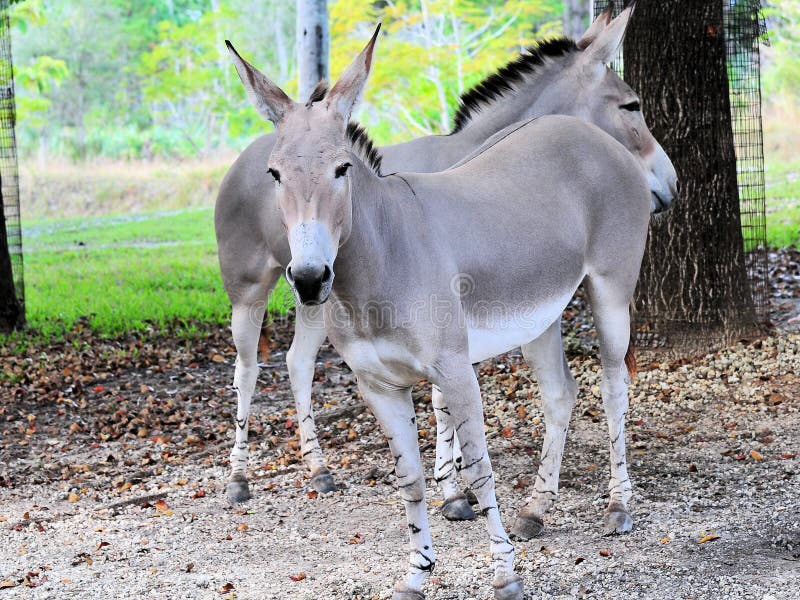 Dos asnos salvajes imagen de archivo. Imagen de subespecie - 22267067