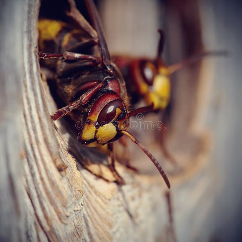 Dos Avispones De Avispas Grandes Foto de archivo - Imagen de cubo ...