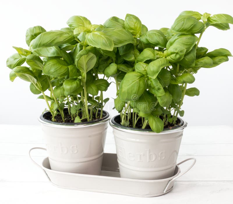 Dos Basil Plants En Potes Del Metal Foto de archivo - Imagen de pastas ...