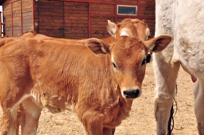 Vaca y becerro foto de archivo. Imagen de pasto, claxones - 72649078