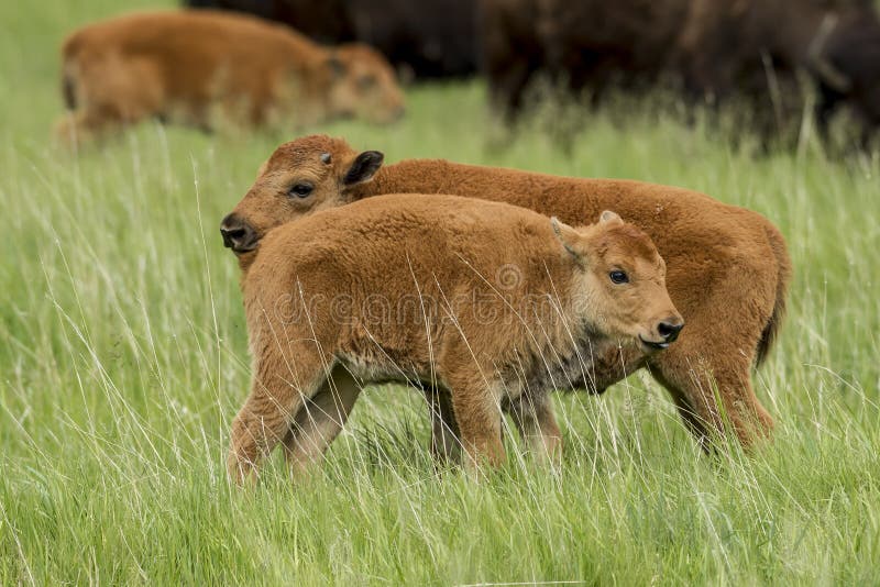 Bisonte joven. imagen de archivo. Imagen de bisonte, bebé - 33973731