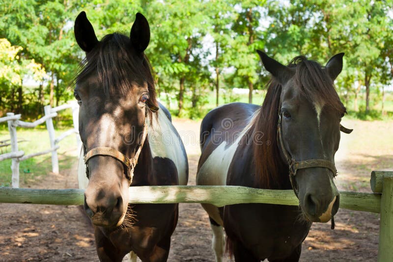 Dos caballos en un corral imagen de archivo. Imagen de corral - 24269187