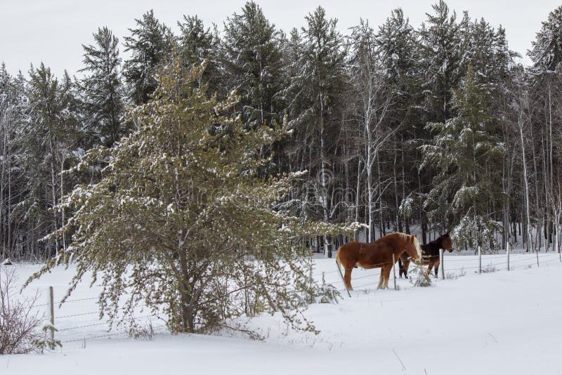 Dos Caballos En Un Pasto Nevado Imagen de archivo - Imagen de animales ...