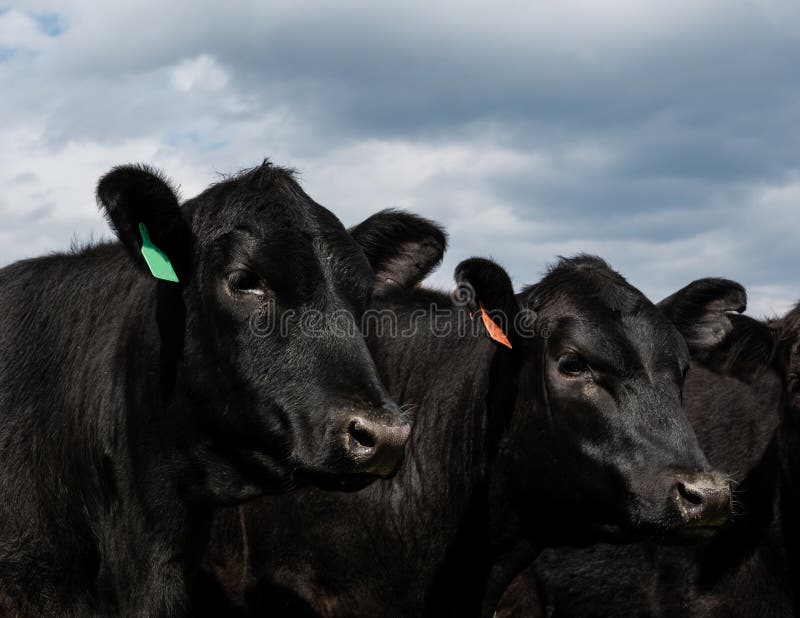Cabeza Negra De La Vaca De Angus Foto de archivo - Imagen de ojos ...