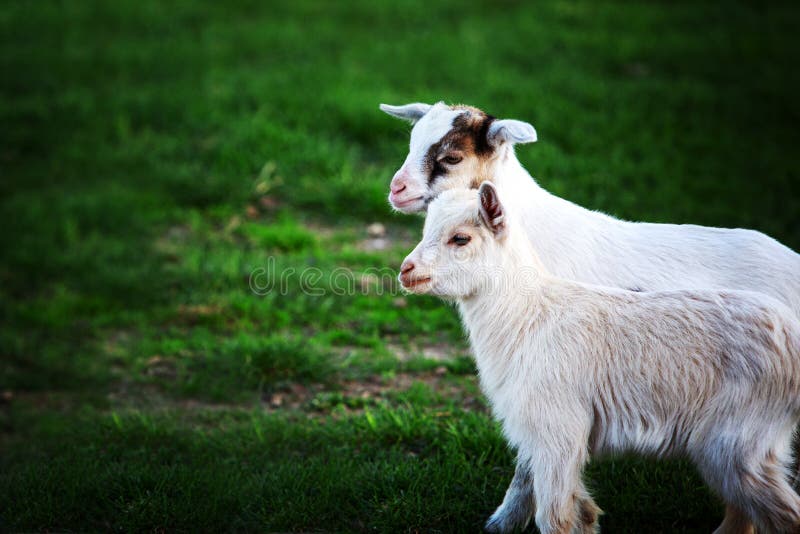 Cabra del cabrito del bebé imagen de archivo. Imagen de cabrito - 24285739