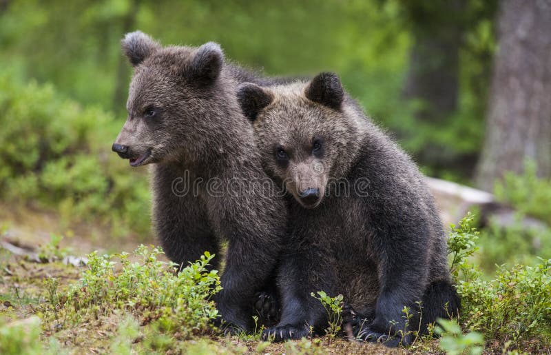 Dos cachorros de oso foto de archivo. Imagen de animal - 90521378