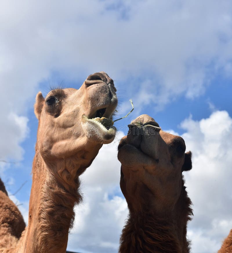 Camellos Que Comen La Crepe Foto de archivo - Imagen de viaje, bozal ...
