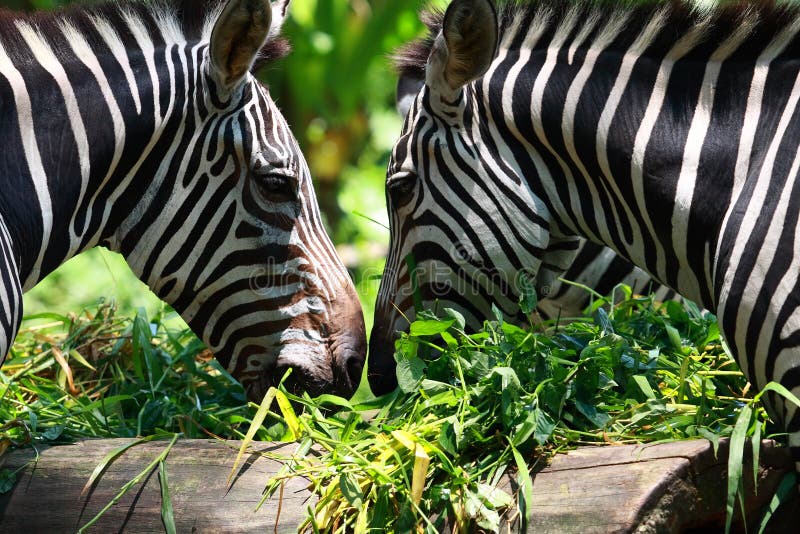 Dos cebras que comen junto foto de archivo. Imagen de modelo - 40308090