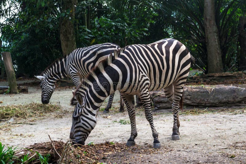 Dos Cebras Que Comen La Hierba Imagen de archivo - Imagen de sabana ...