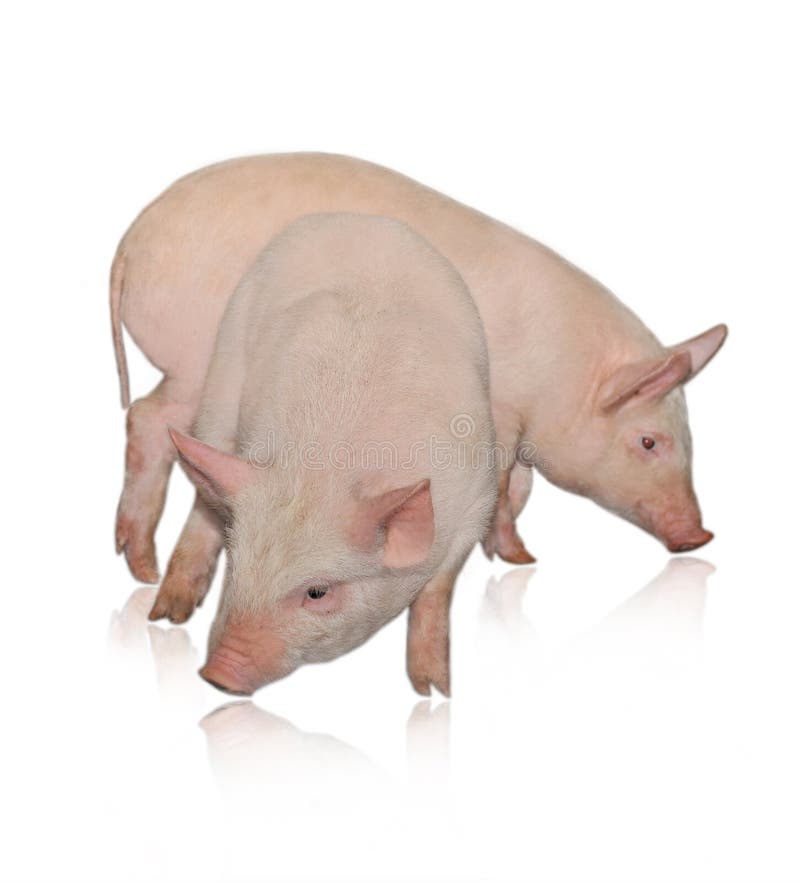 Dos cerdos imagen de archivo. Imagen de hocico, blanco - 8790135