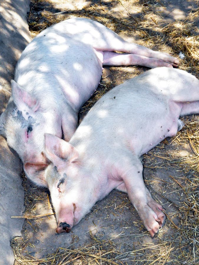 Cerdos el dormir foto de archivo. Imagen de amigos, abrigo - 51457540