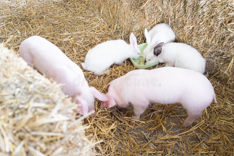 Conejos De La Pequeña Granja Casera Imagen de archivo - Imagen de ...