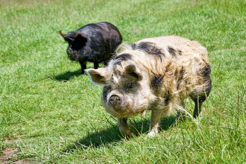 Dos Cerdos En Un Campo Herboso Foto de archivo - Imagen de asoleado ...
