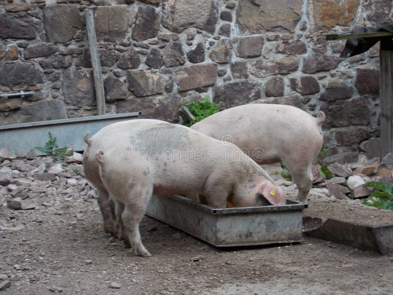 Dos cerdos en una granja foto de archivo. Imagen de cerdos - 123030190