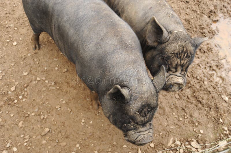 Dos cerdos negros imagen de archivo. Imagen de fango - 24509125