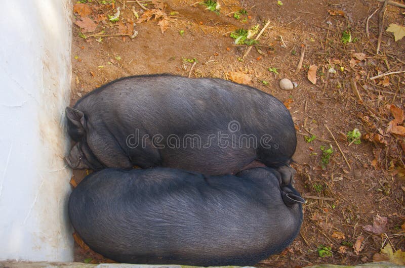 Dos Cerdos Negros Que Duermen Junto Foto de archivo - Imagen de ...