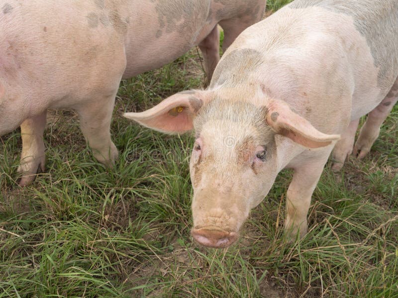 Dos cerdos rosados imagen de archivo. Imagen de animal - 132375607