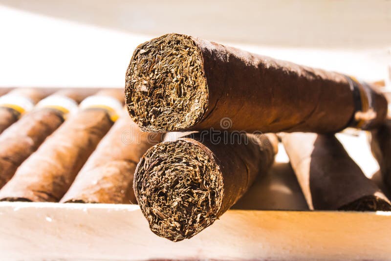 Dos Cigarros Grandes En El Humidor Foto de archivo - Imagen de fulgor ...
