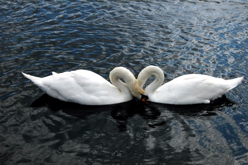 Dos cisnes. imagen de archivo. Imagen de agua, cubo, amor - 12721047