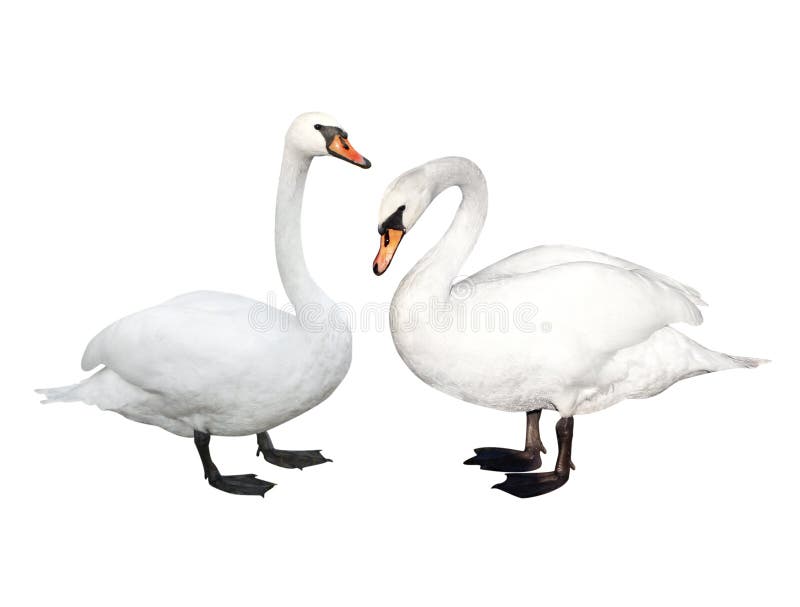 Dos cisnes enamorados imagen de archivo. Imagen de espejo - 13148977