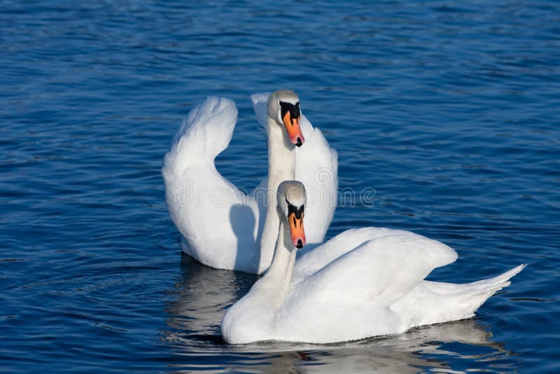Dos cisnes imagen de archivo. Imagen de apacible, fauna - 4531709