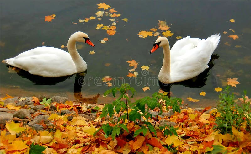 Dos cisnes encantadores foto de archivo. Imagen de unchanged - 46480972