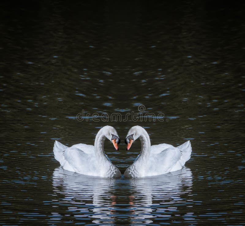 Dos cisnes del amor imagen de archivo. Imagen de outdoors - 1091185