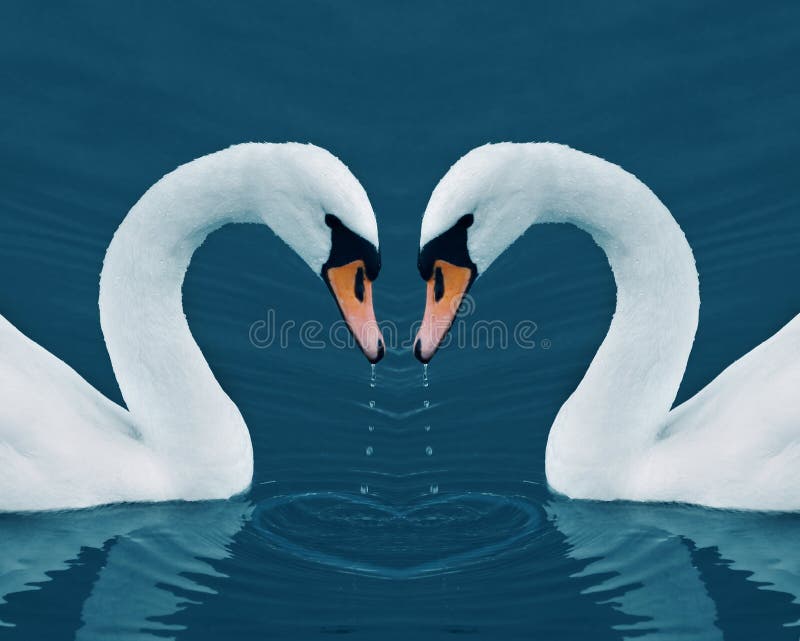 Dos cisnes y corazones imagen de archivo. Imagen de apacible - 18115327