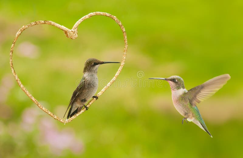Dos Colibríes Con Un Corazón De Oro Imagen de archivo - Imagen de cielo ...