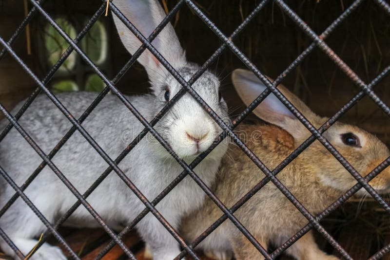 Dos conejos en una jaula imagen de archivo. Imagen de pelusa - 116267209