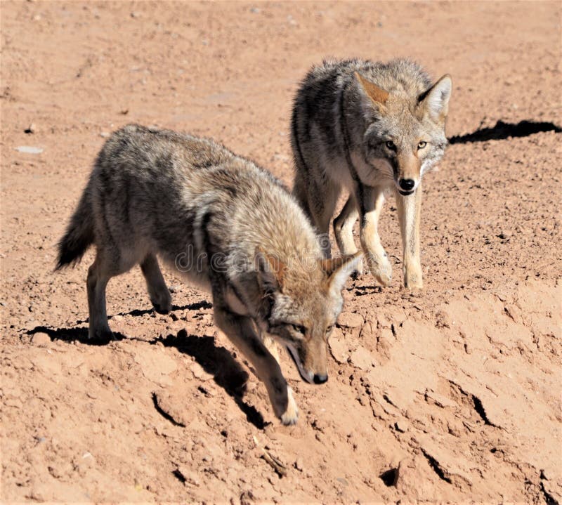 1,605 Coyotes Fotos de stock - Fotos libres de regalías de Dreamstime