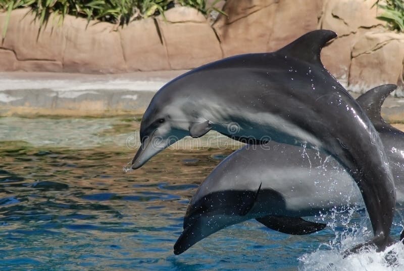 Dos Delfínes Que Saltan Hacia Fuera Foto de archivo - Imagen de salto ...