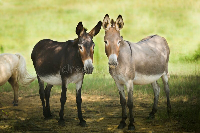 Two donkeys stock photo. Image of desert, couple, pets - 19123460