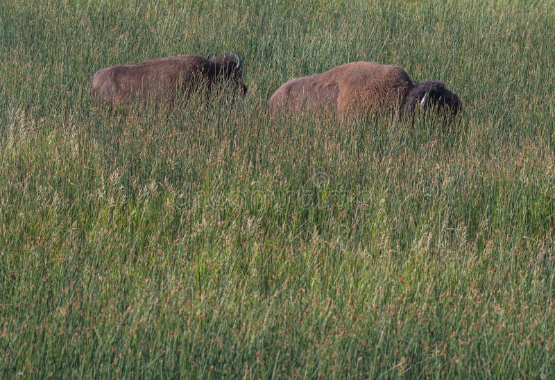 Dos Du Bison Deux Dans Les Herbes Grandes Photo stock - Image du ...