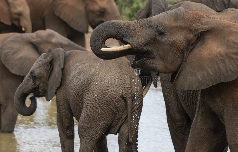 Dos Elefantes Jovenes Africana Del Loxodonta Mirando A La Izquierda Imagen De Archivo