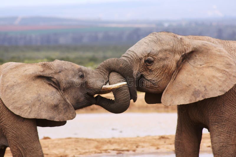 Dos Elefantes Que Se Pelean Imagen de archivo - Imagen de africano ...