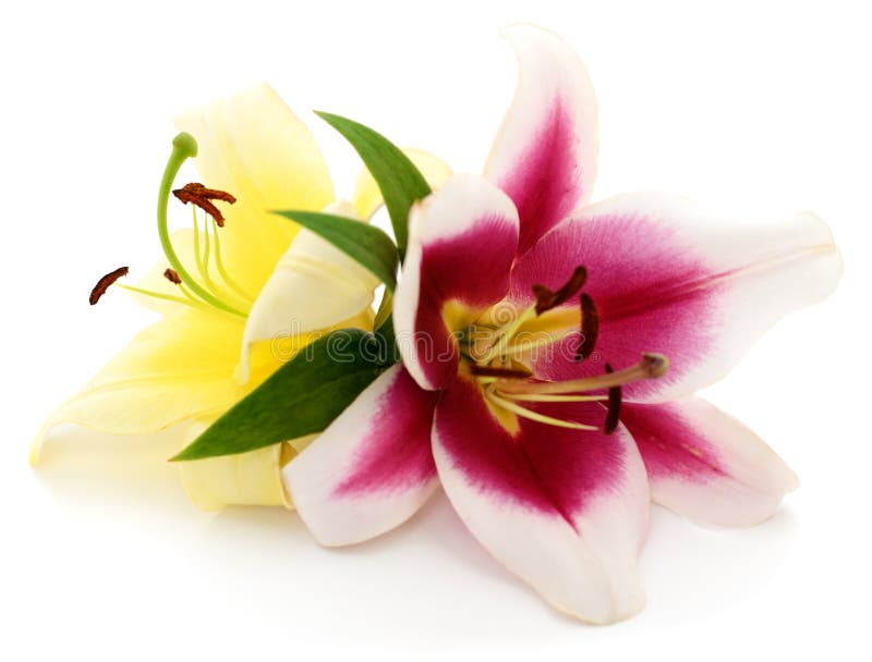Dos flores foto de archivo. Imagen de floral, cubo, belleza - 61470792