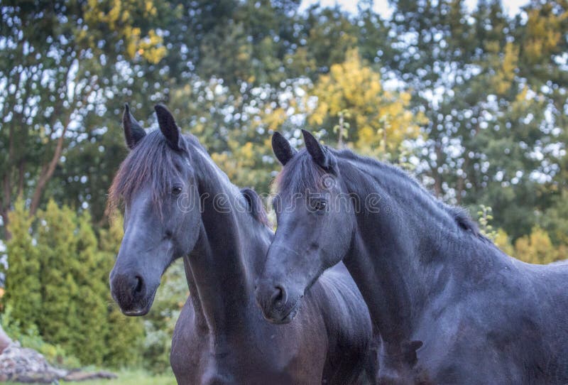 Dos Hermosos Caballos Friesios Tiran De Un Carro Foto de archivo ...